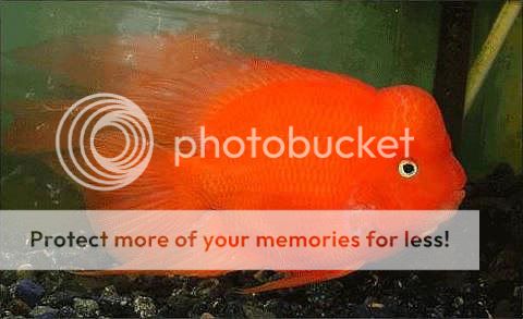 The Creation of Blood Parrots Discussion Thread | MonsterFishKeepers.com